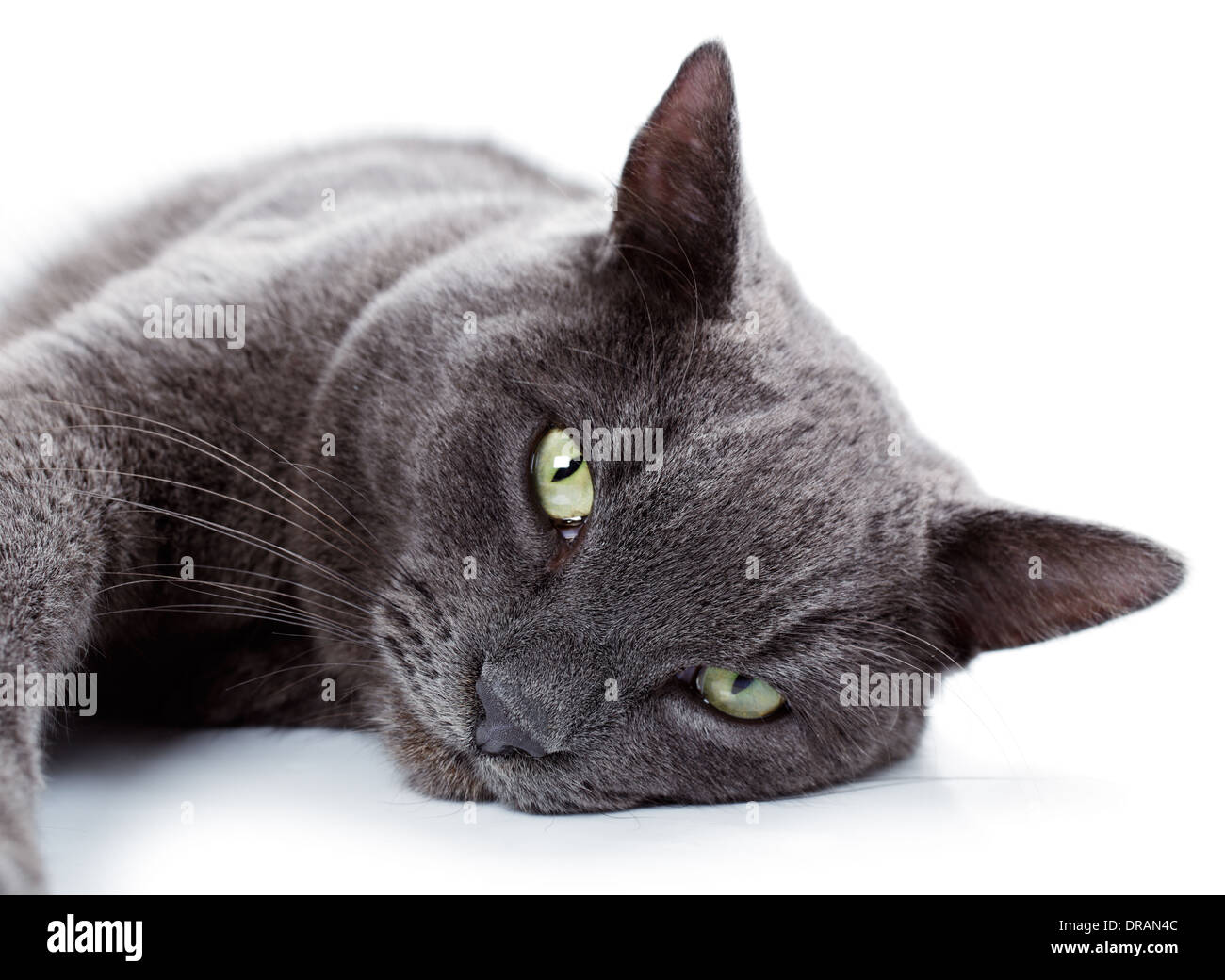 Green eyed Maltese cat also known as the British Blue on a white ...