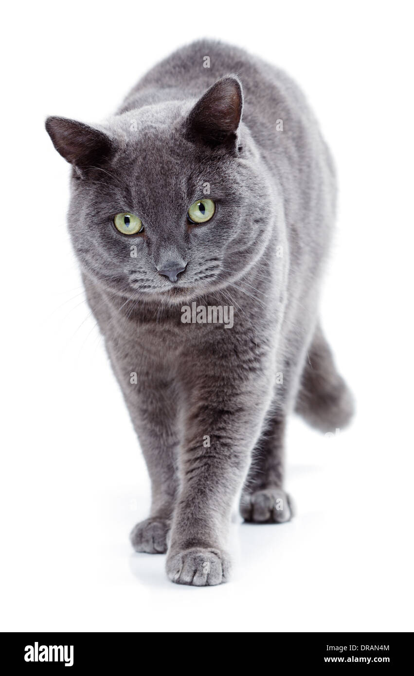 Green eyed Maltese cat also known as the British Blue on a white ...