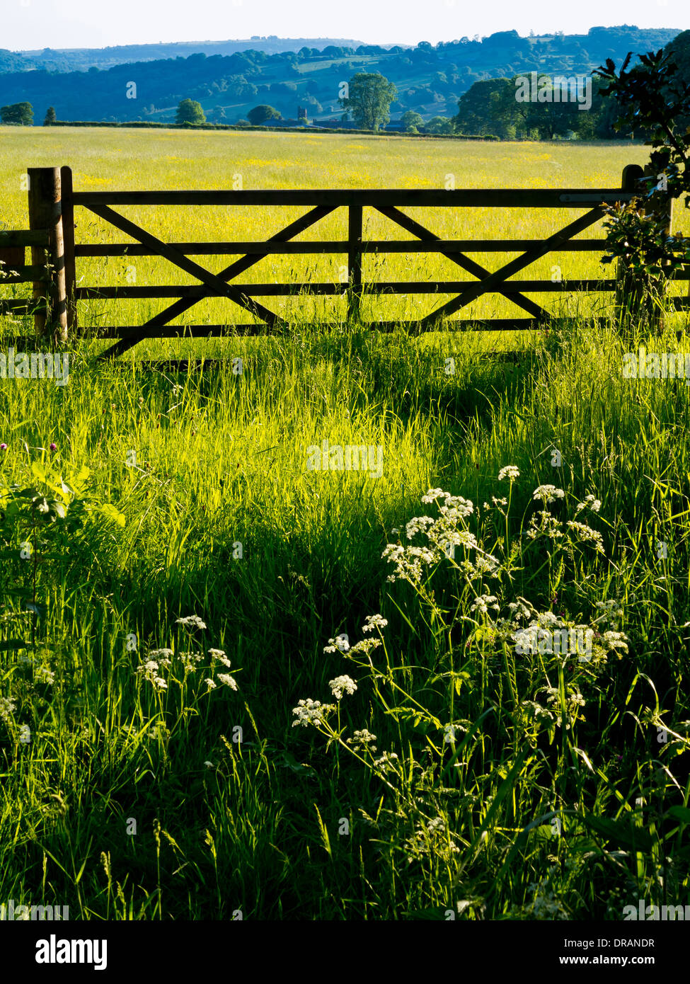 Traditional five bar farm gate with field behind photographed in mid ...