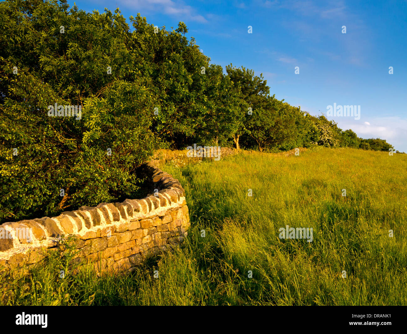 Traditional drystone wall next to field and trees in countryside near ...