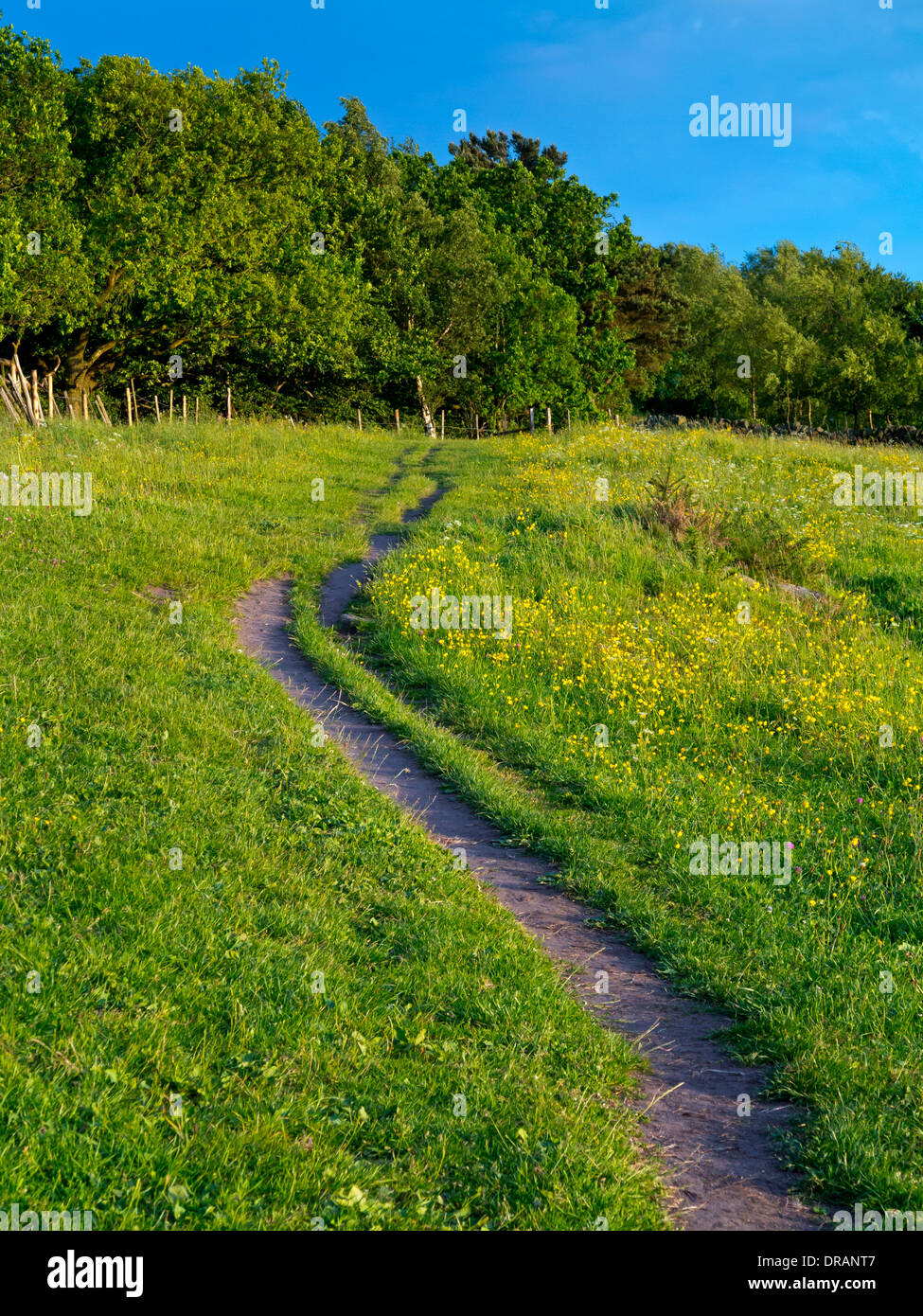 Running through grass hi-res stock photography and images - Alamy