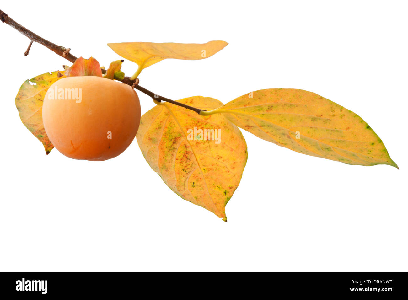Persimmon fruit on the tree with autumn leaves isolated on white ...