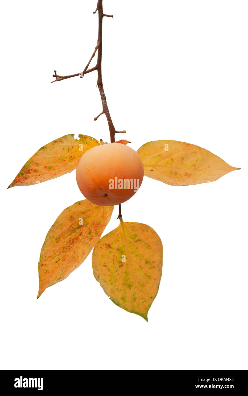 Persimmon fruit on the tree with autumn leaves isolated on white ...