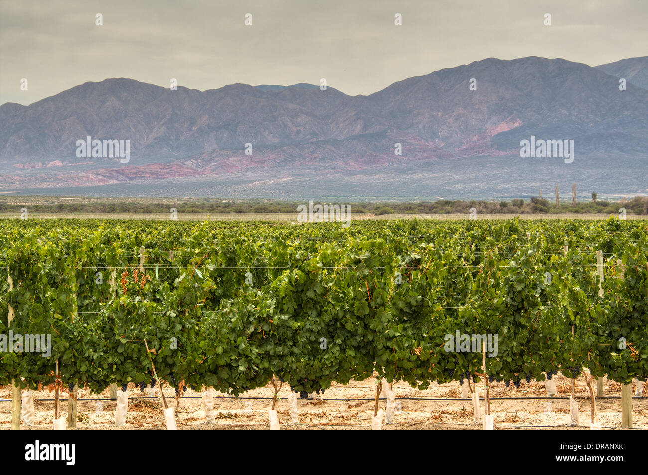 Salta argentina vineyard hi-res stock photography and images - Alamy