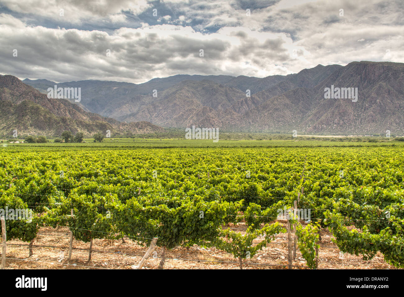 Salta argentina vineyard hi-res stock photography and images - Alamy