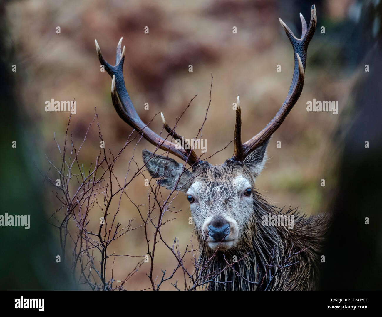 Red Deer Stag looking through the trees! Stock Photo - Alamy