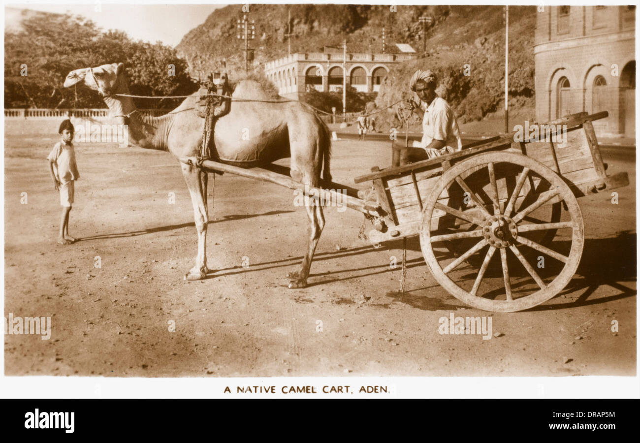 Aden - Yemen - Native Camel Cart Stock Photo - Alamy