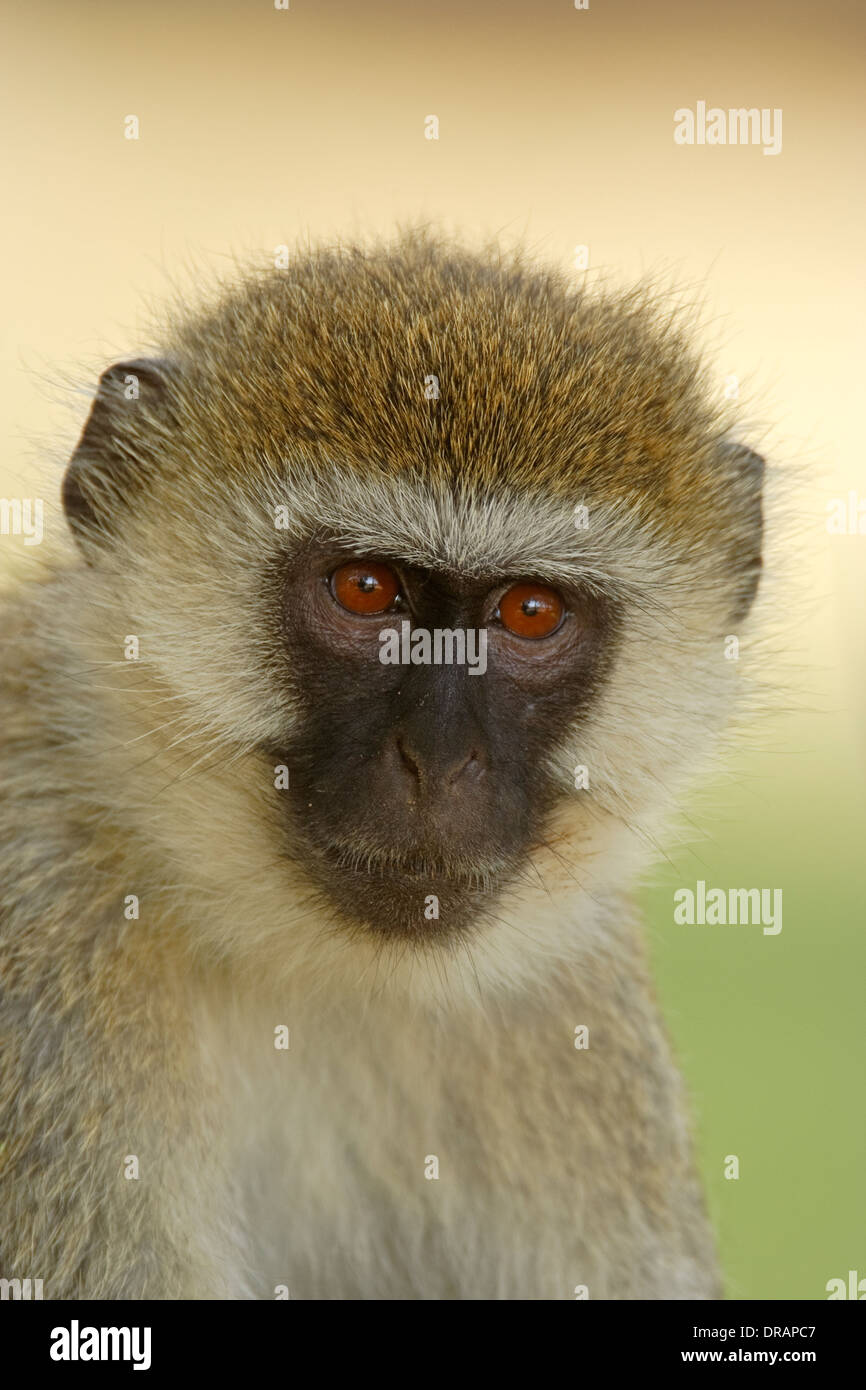 Vervet Monkey (Cercopithecus aethiops pygerythrus), Samburu Stock Photo ...