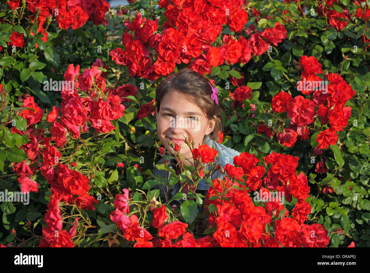 Girl rose bushes hi-res stock photography and images - Alamy