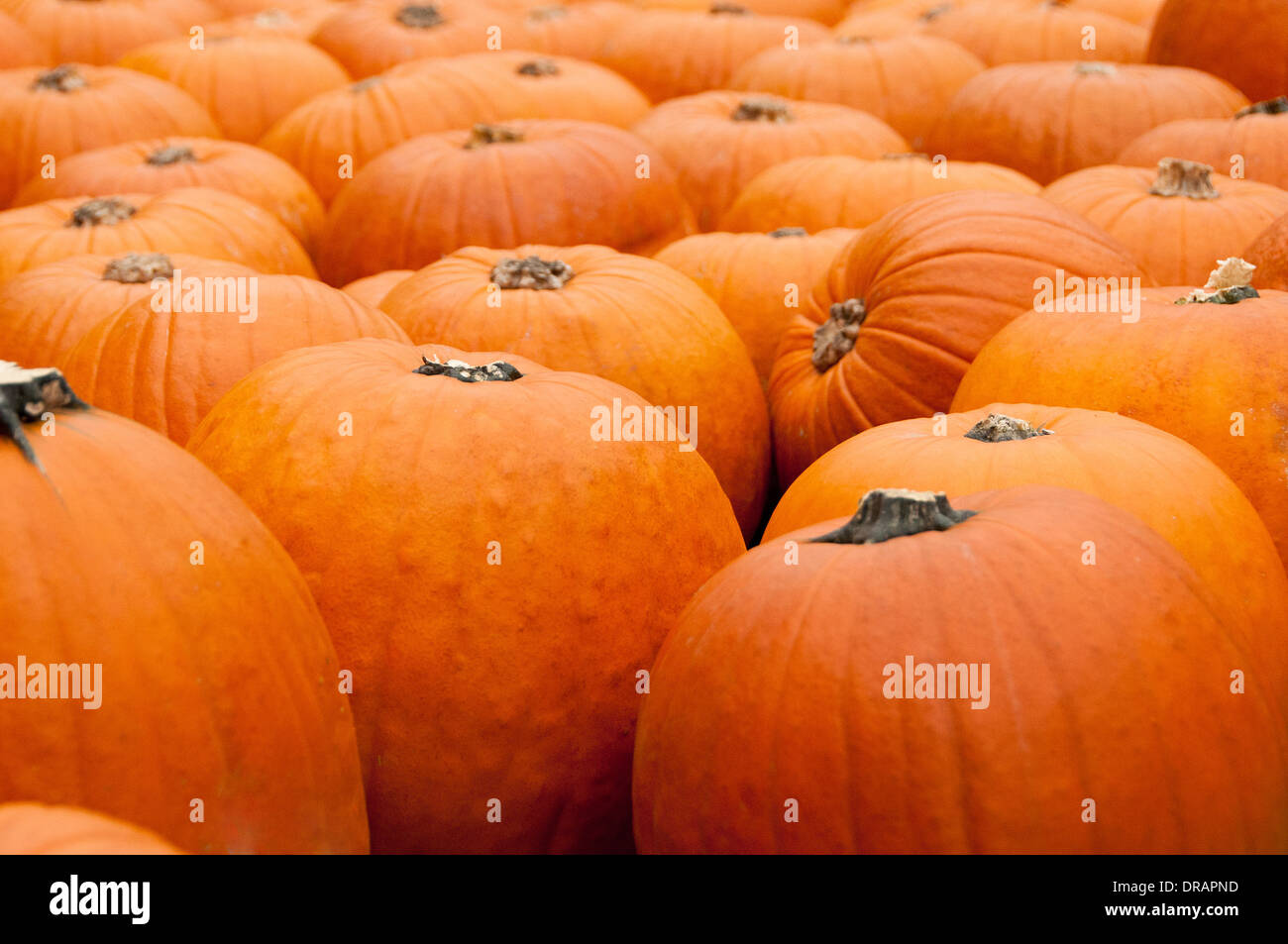 Large group of pumpkins hi-res stock photography and images - Alamy