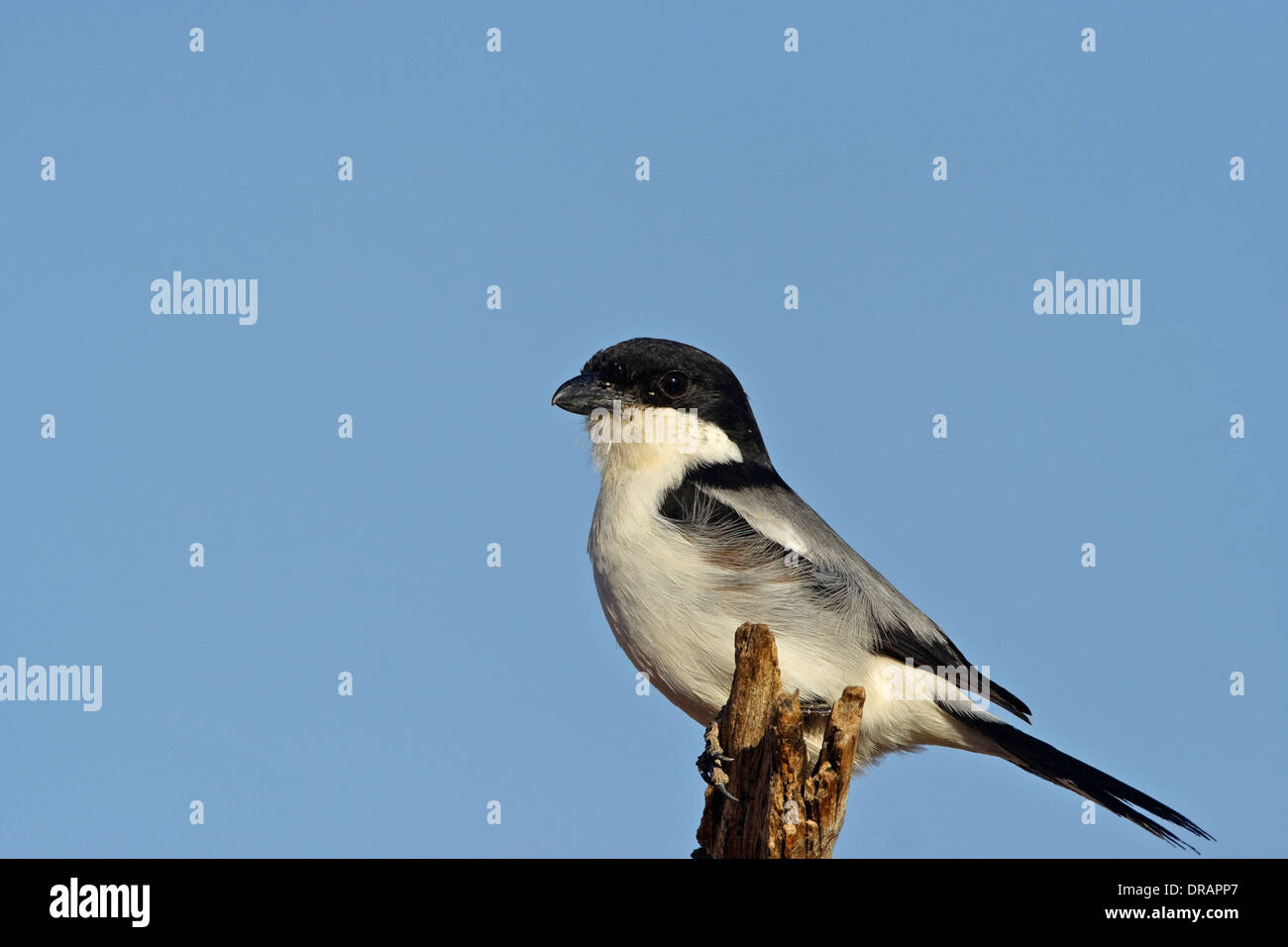 Taita fiscal hi-res stock photography and images - Alamy