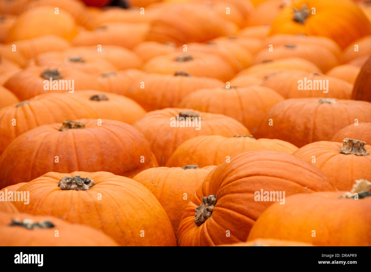 Close up big orange pumpkins hi-res stock photography and images - Alamy