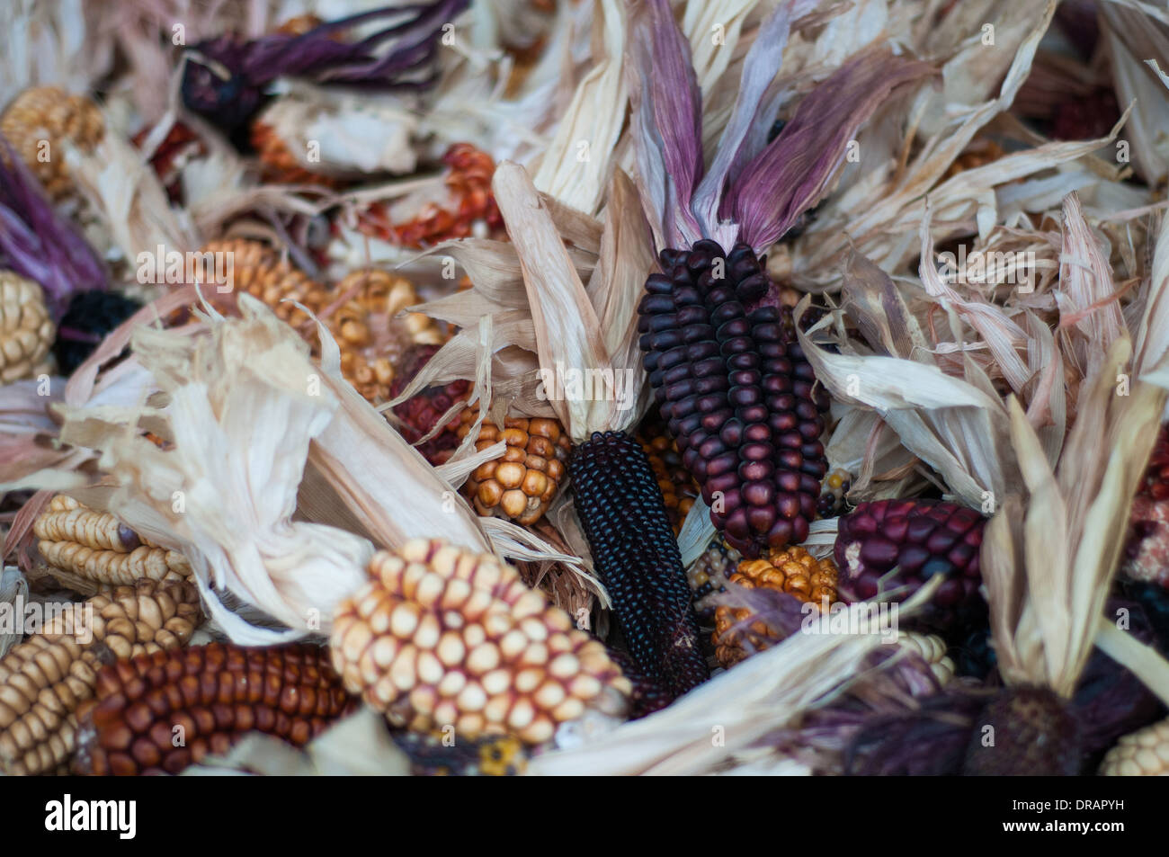 Dried up corn hi-res stock photography and images - Alamy
