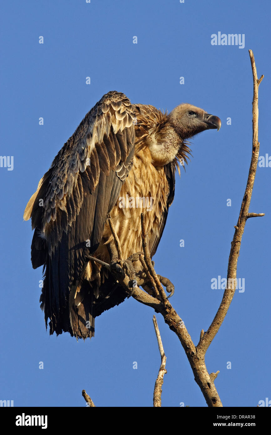 Rüppell's Vulture (Gyps rueppellii ssp. rueppellii) immature, Buffalo ...