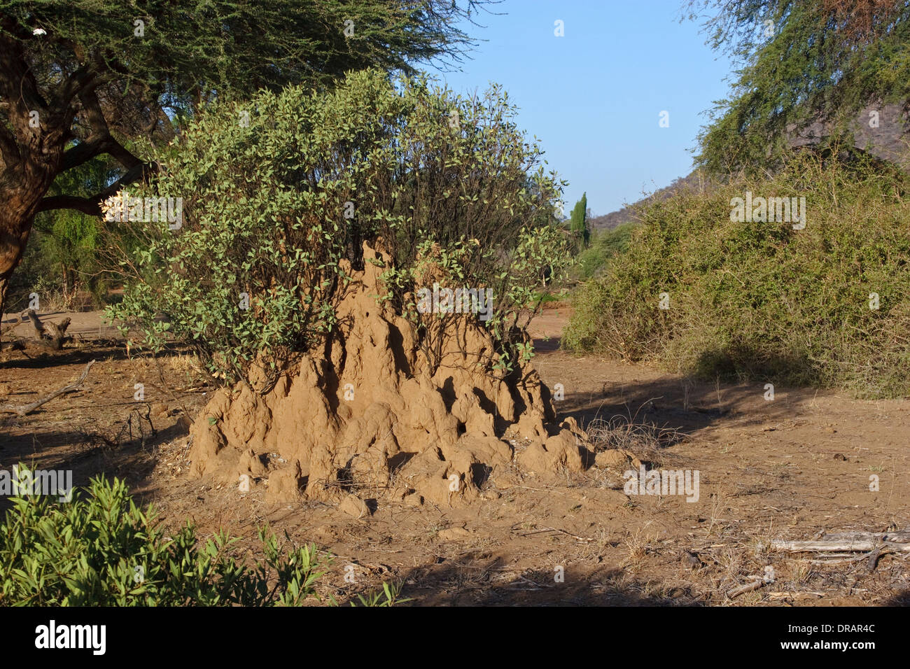 Mound grows hi-res stock photography and images - Alamy
