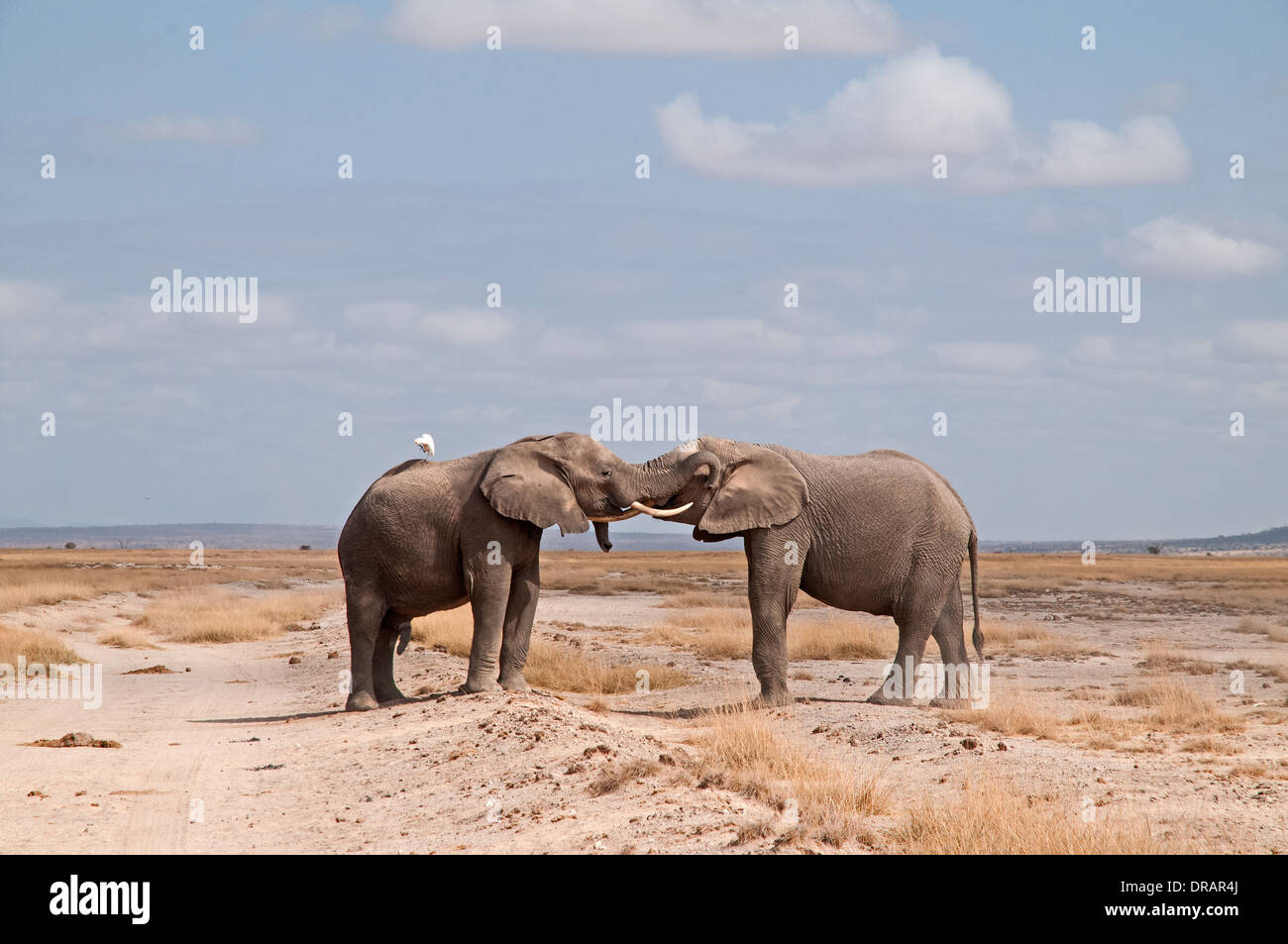 Elephants Trunks Greeting High Resolution Stock Photography and Images ...