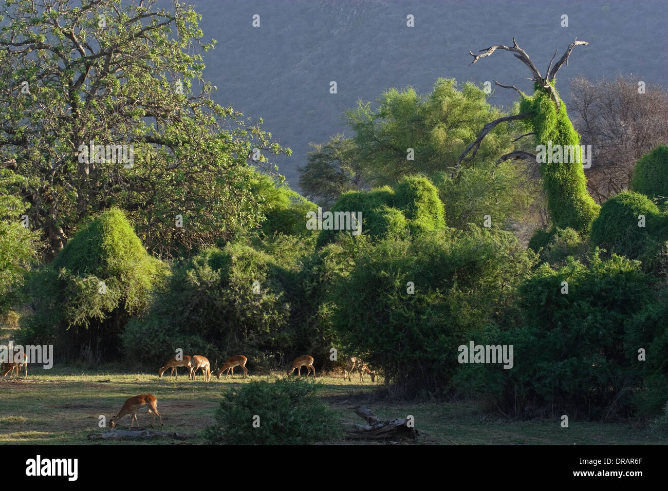 Impalas grazing hi-res stock photography and images - Alamy