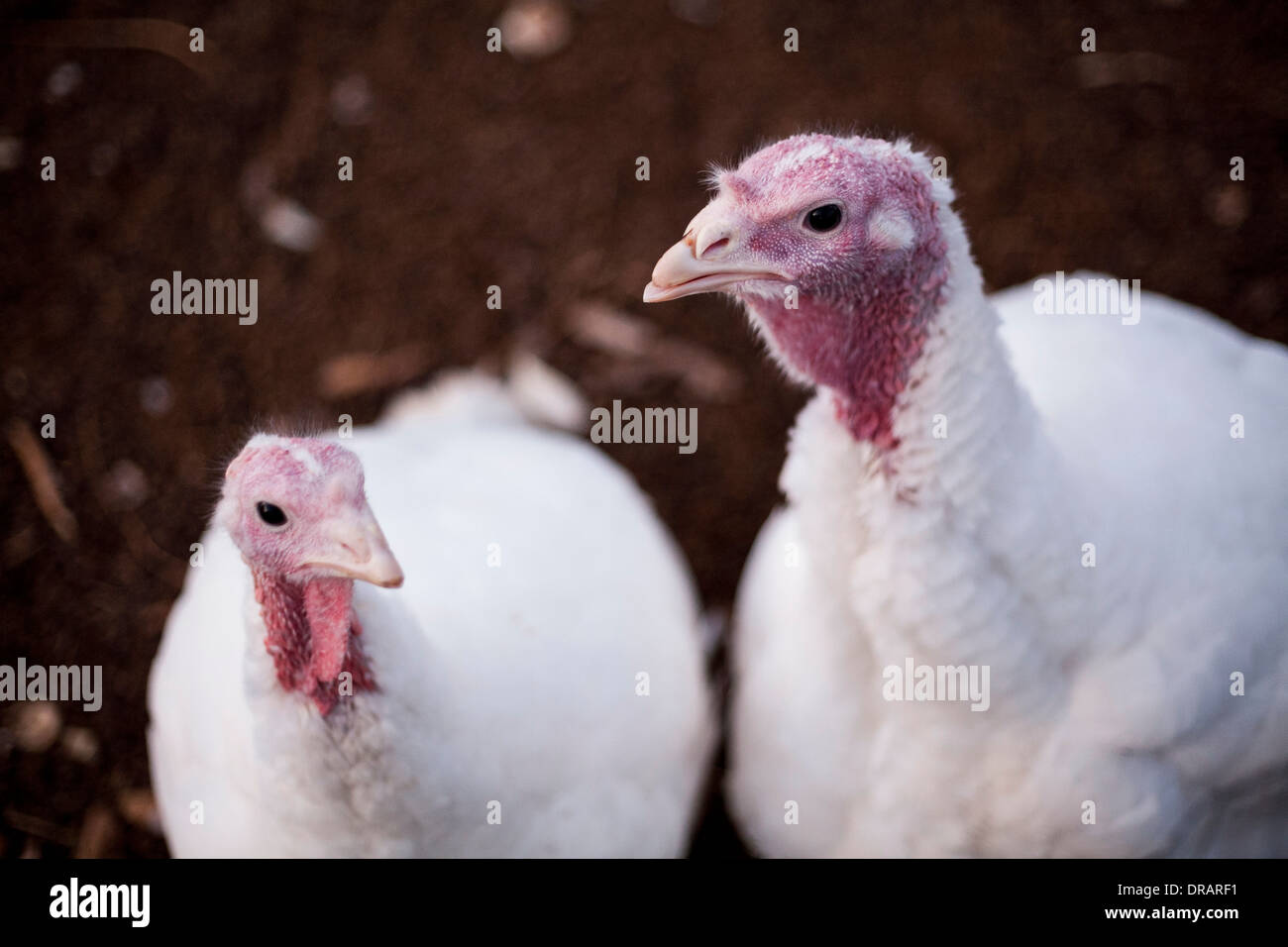 Breeding turkeys hi-res stock photography and images - Alamy