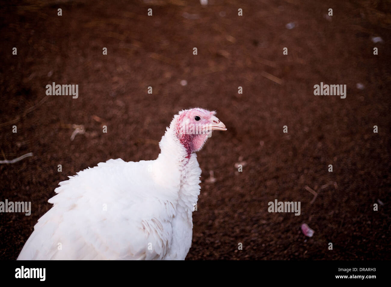 Turkey farm grange Stock Photo - Alamy