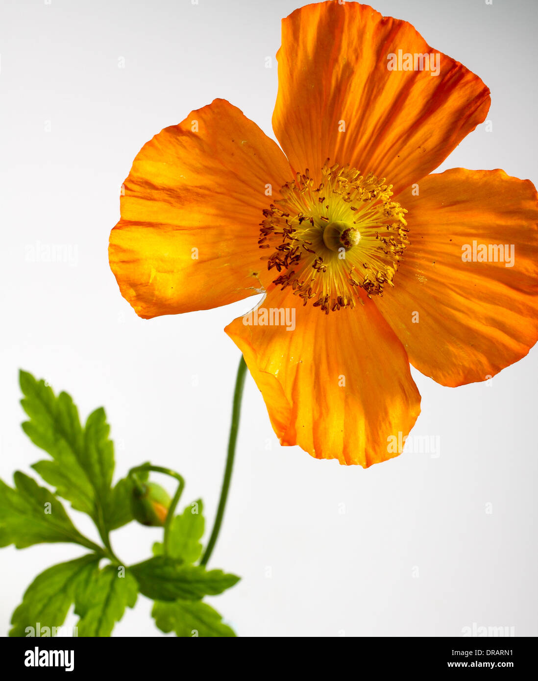 Icelandic poppy on a white background Stock Photo - Alamy