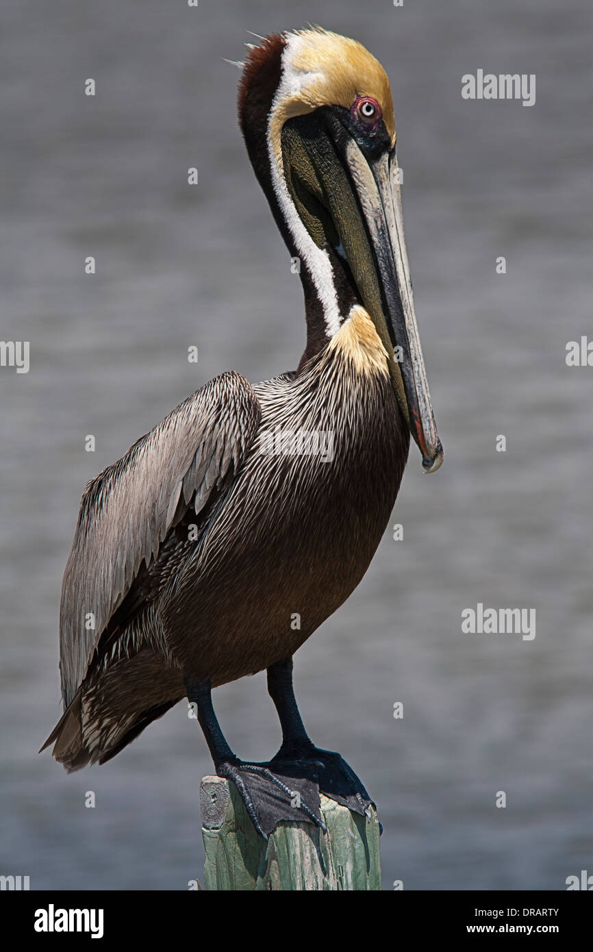 Single Brown pelican resting on post Stock Photo - Alamy