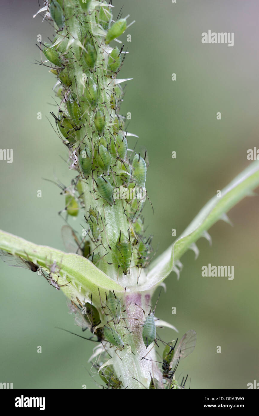 Greenfly hi-res stock photography and images - Alamy