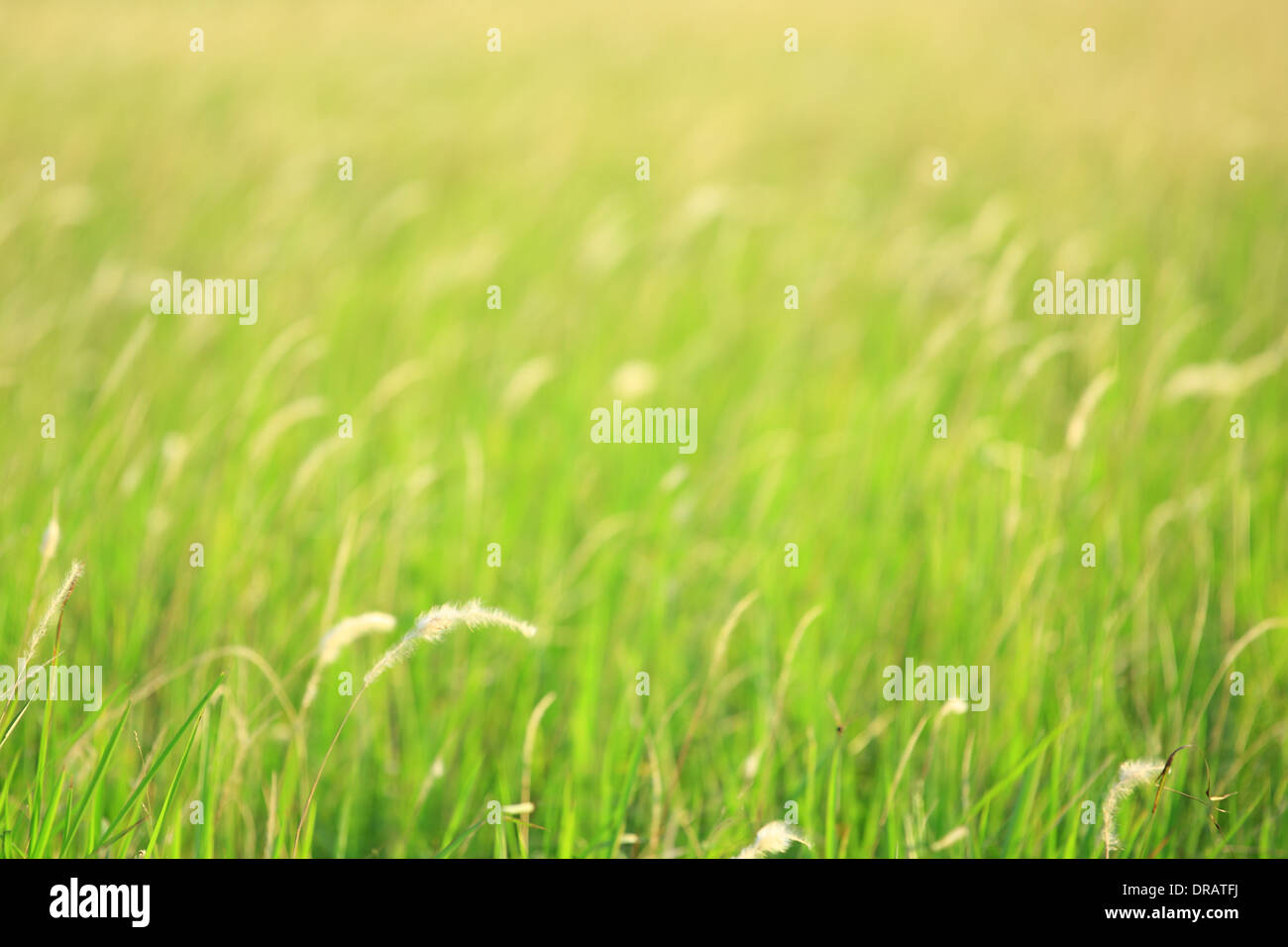 Flower field before sunset. field of flowers Thailand Stock Photo - Alamy