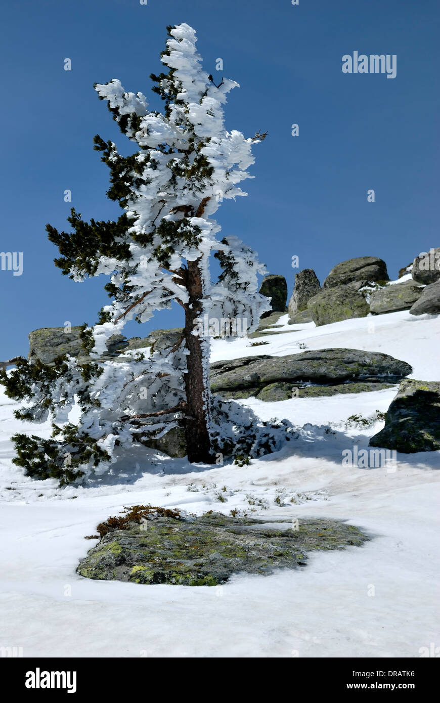 Snowy tree from Siete Picos. Seven Peaks is one of the most important ...