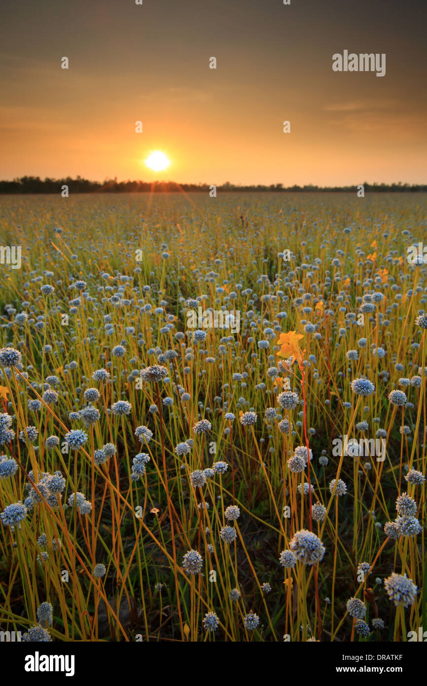Flower field before sunset. field of flowers Thailand Stock Photo - Alamy