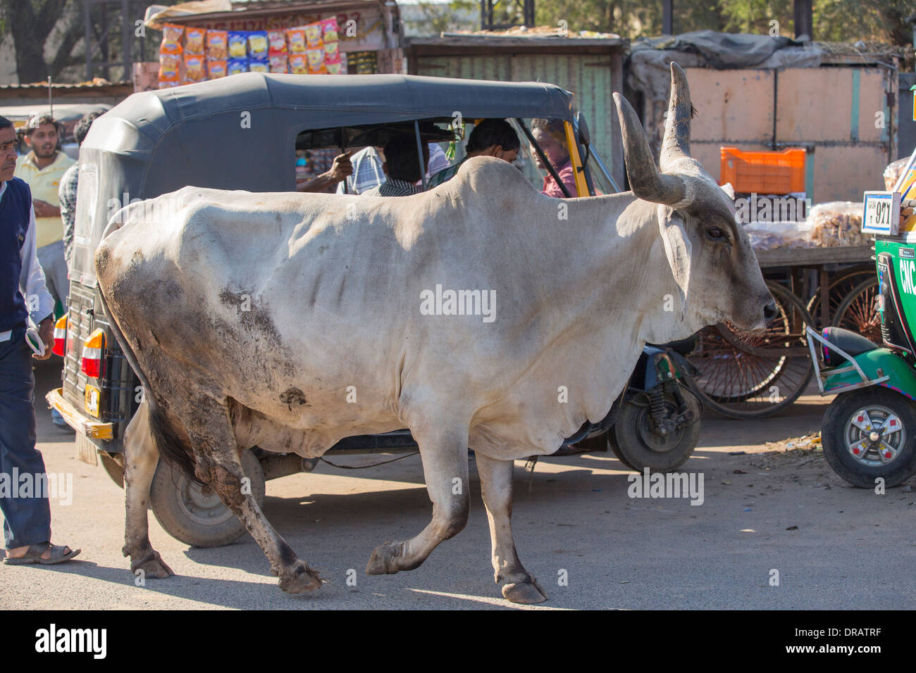 Brahman cow wandering freely round the streets in Rajasthan, India ...