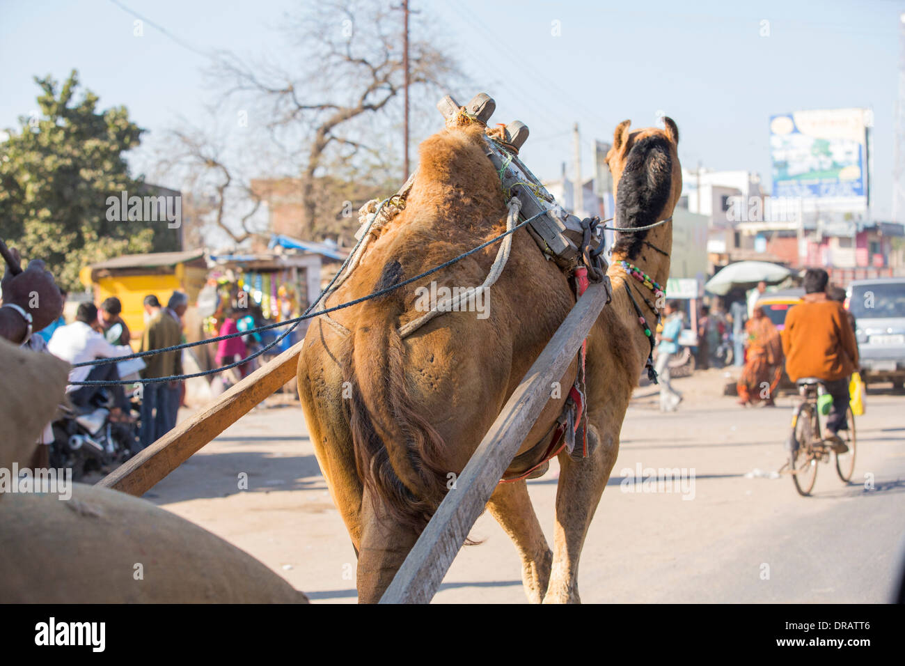 Camel drawn cart hi-res stock photography and images - Alamy