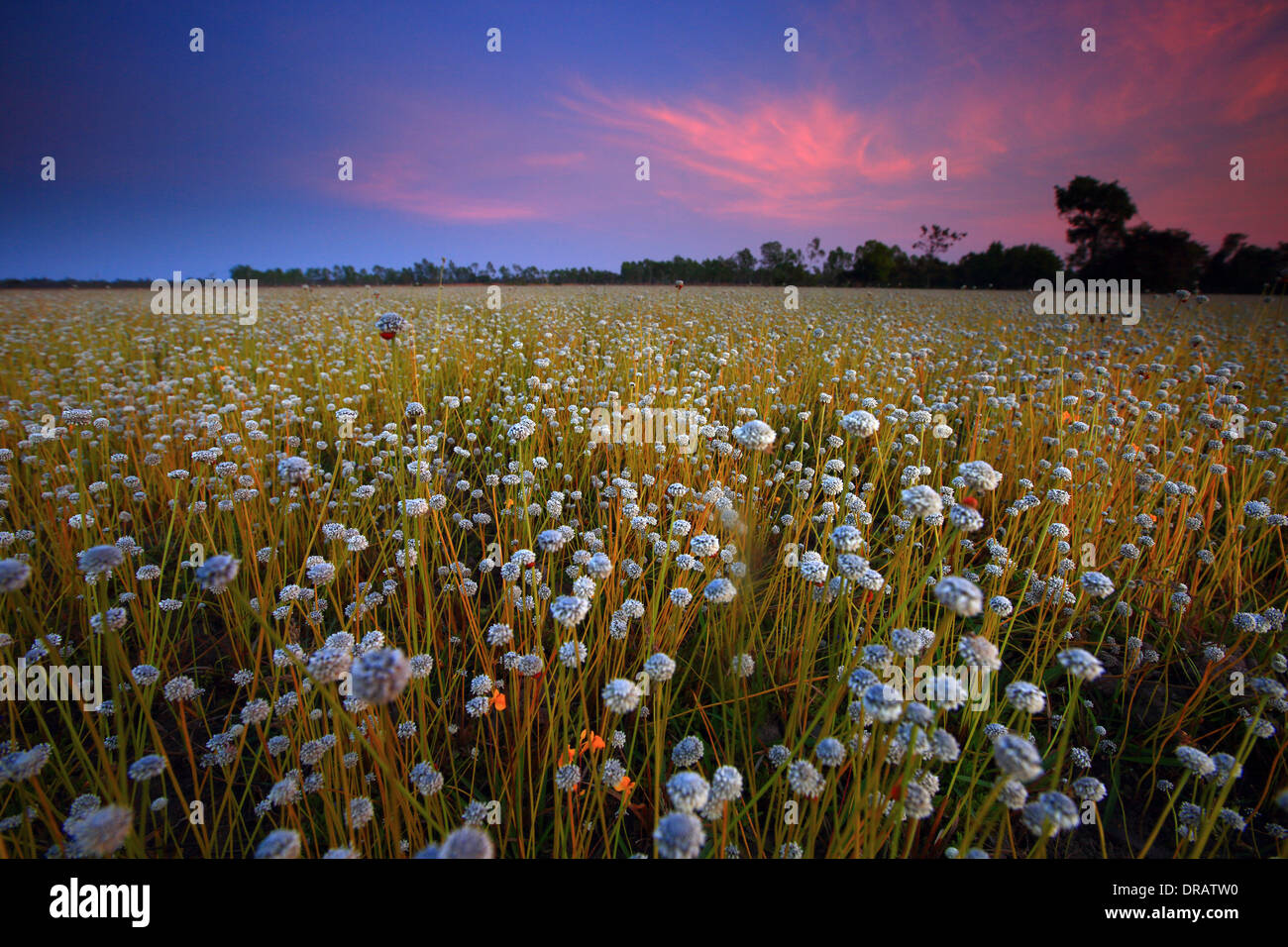 Flower field before sunset. field of flowers Thailand Stock Photo - Alamy
