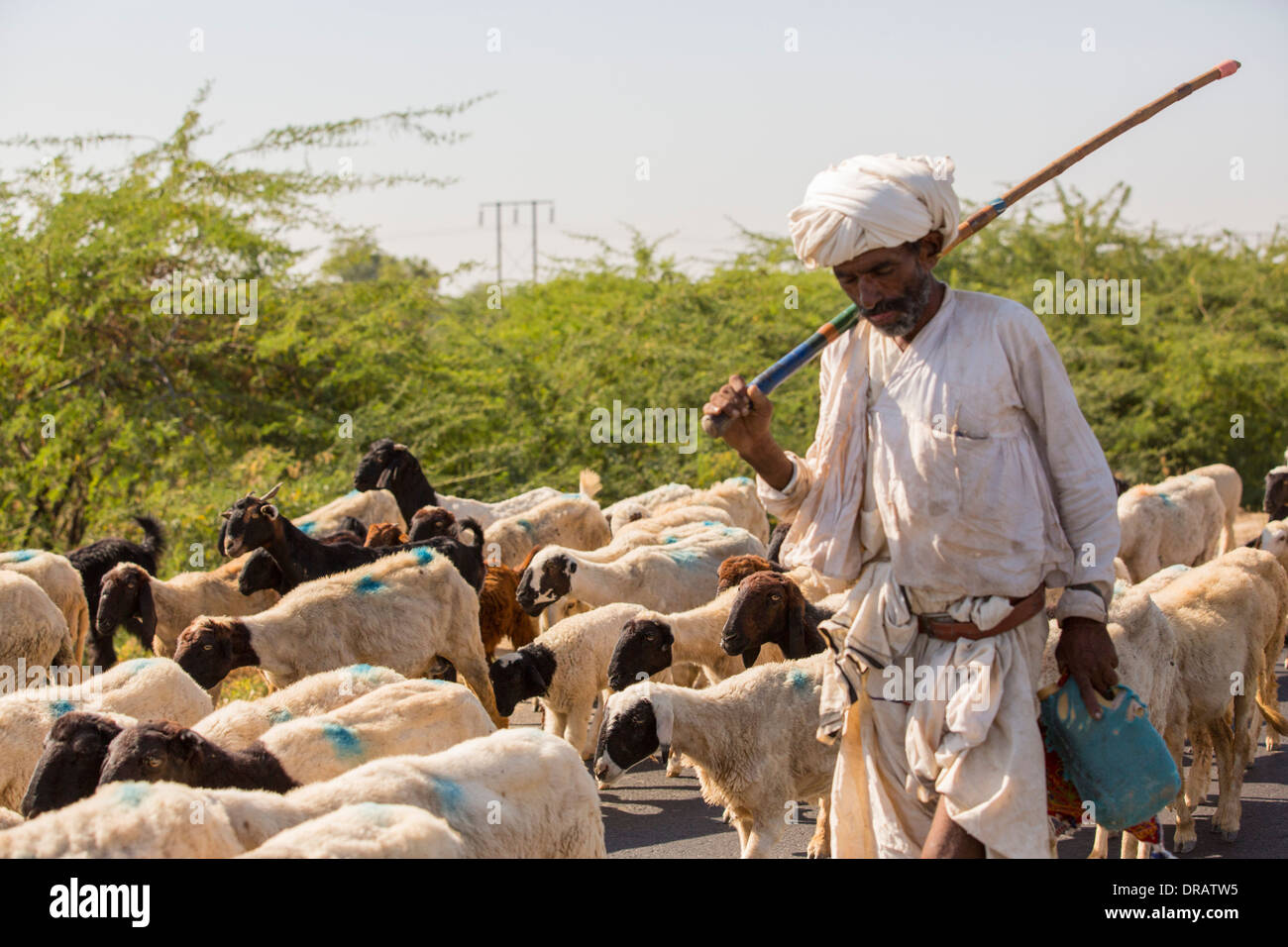 Shepherd flock sheep rajasthan india hi-res stock photography and ...