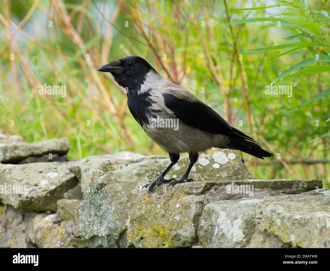 Hooded Crow (Corvus cornix Stock Photo - Alamy
