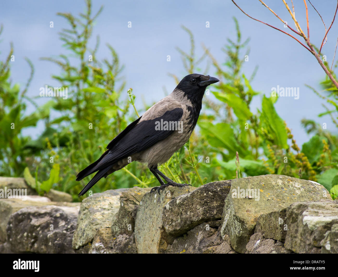 Hooded crow scotland hi-res stock photography and images - Alamy