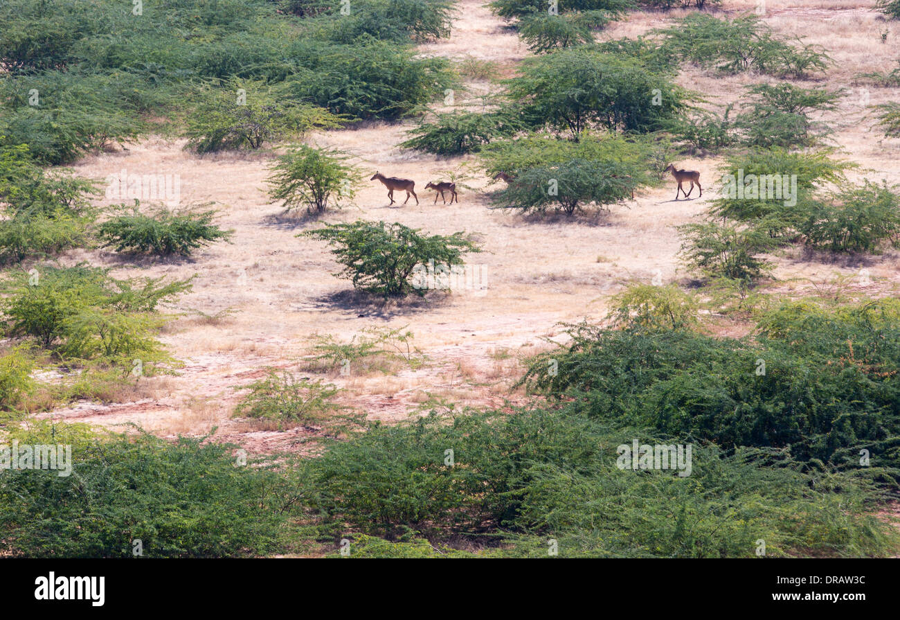 Tropical Thorn Forests And Scrubs