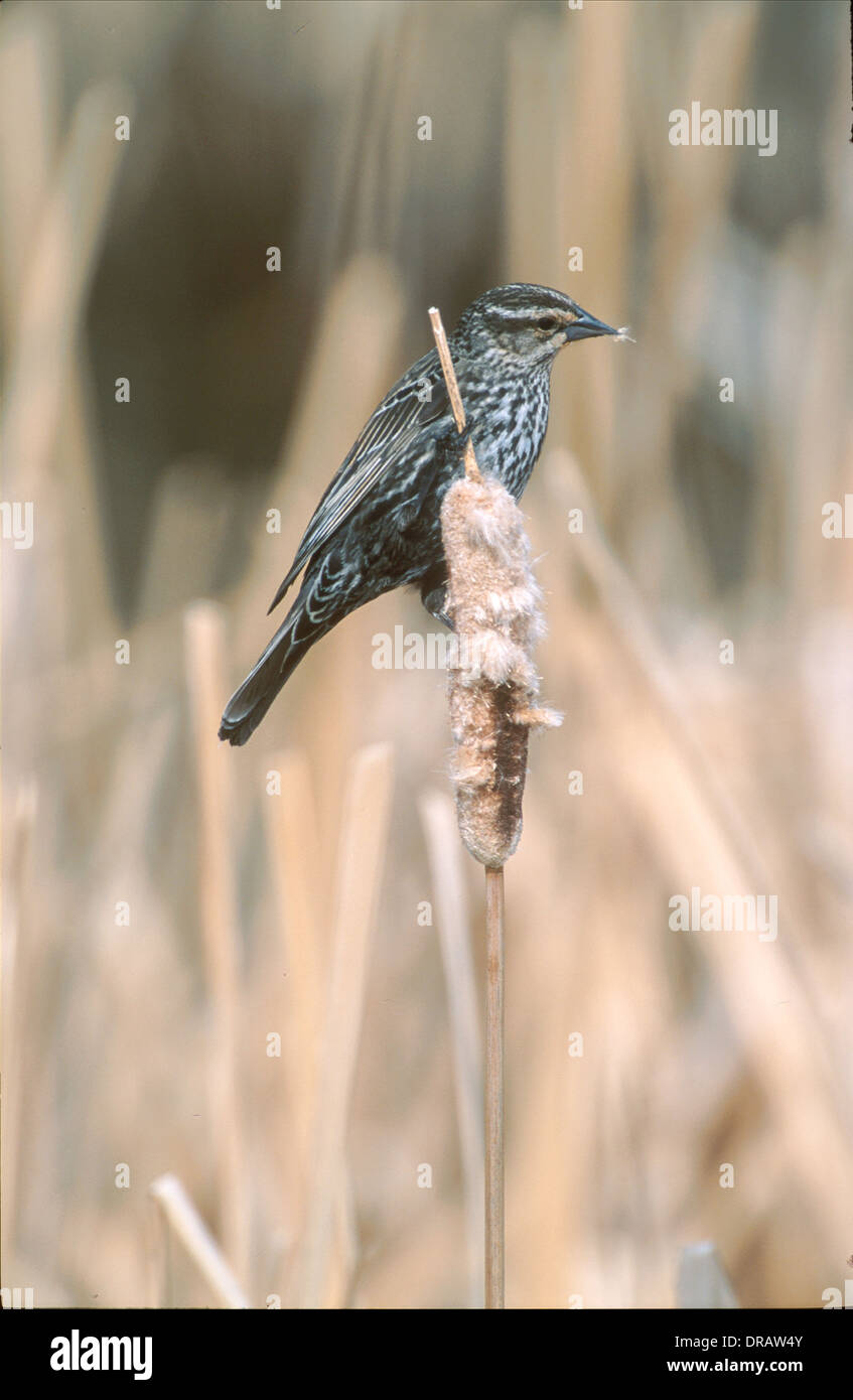 Wetlands cattails animal hi-res stock photography and images - Alamy