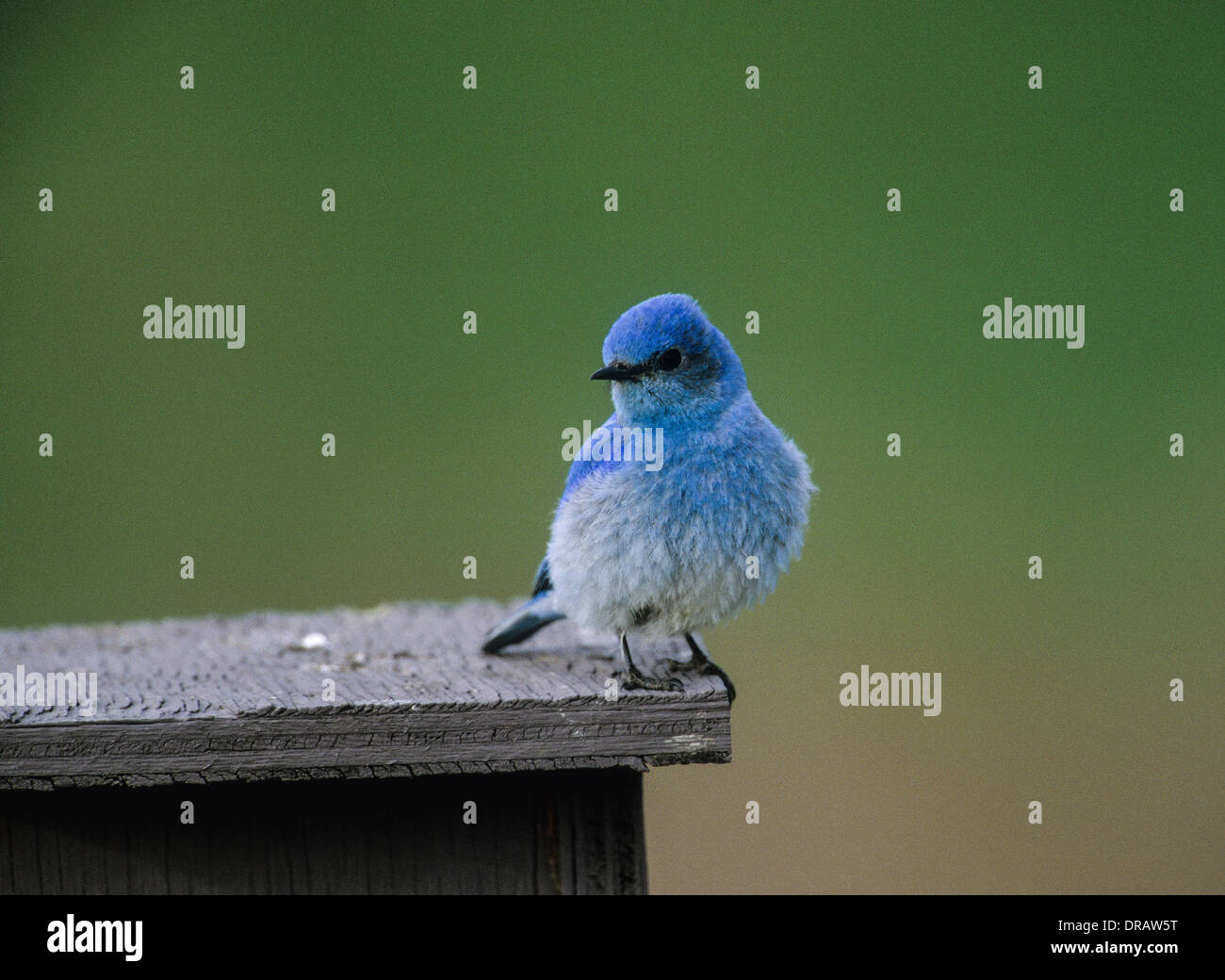 Mountain Bluebird (Sialia currucoides) male on nest box, Near Calgary ...