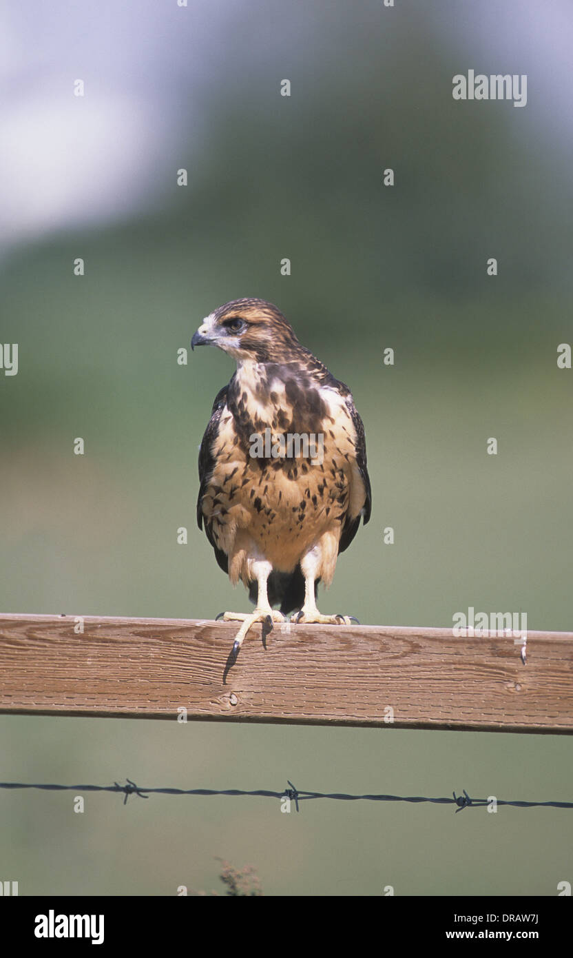 Swainson's Hawk (Buteo swainsoni), Namaka Lake, Alberta, Canada Stock ...