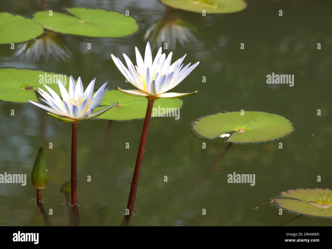 Image of a lotus flower on the water Stock Photo - Alamy