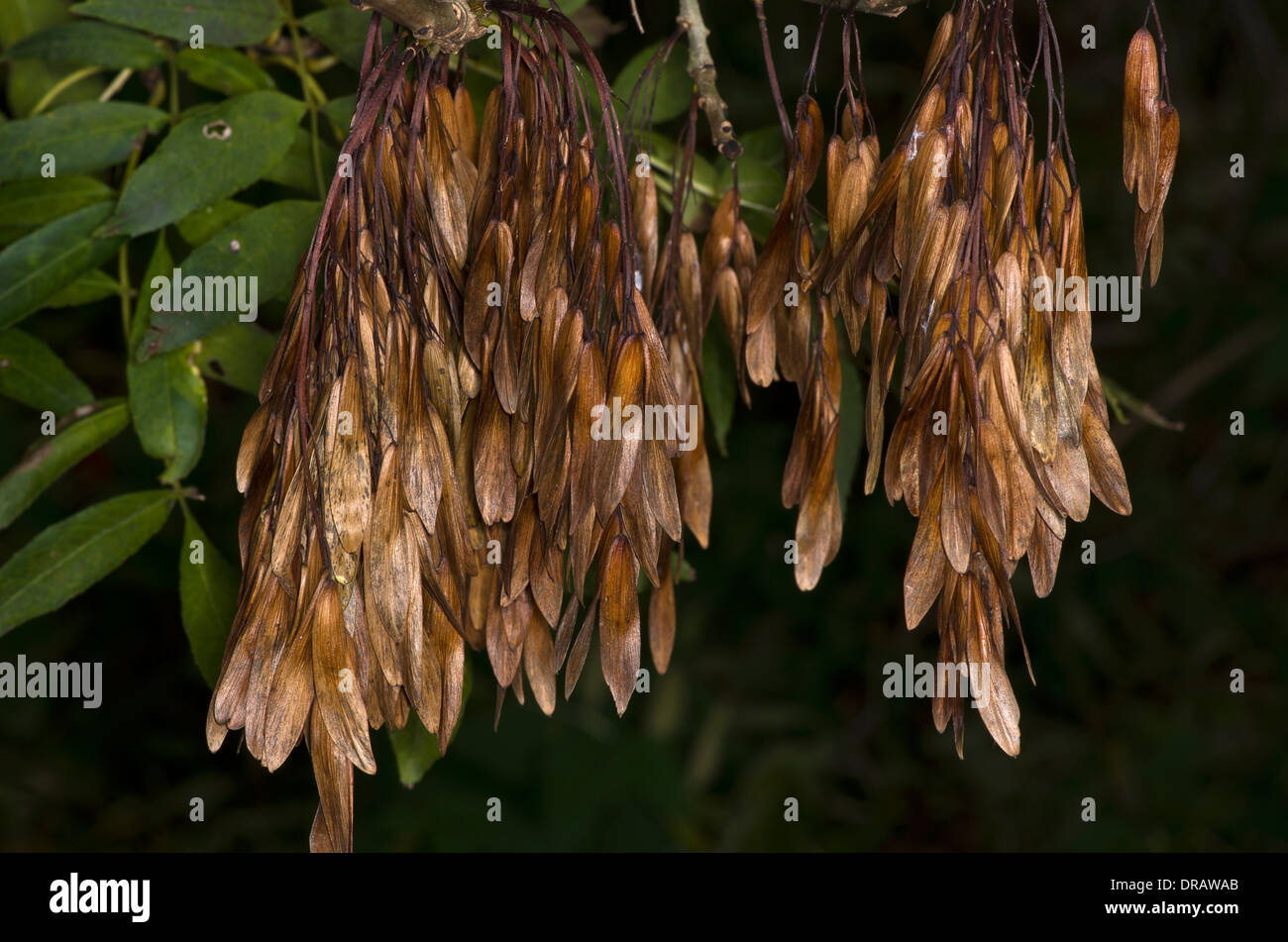 The seed of Ash, aeroplane propeller shaped they are spread by the wind ...