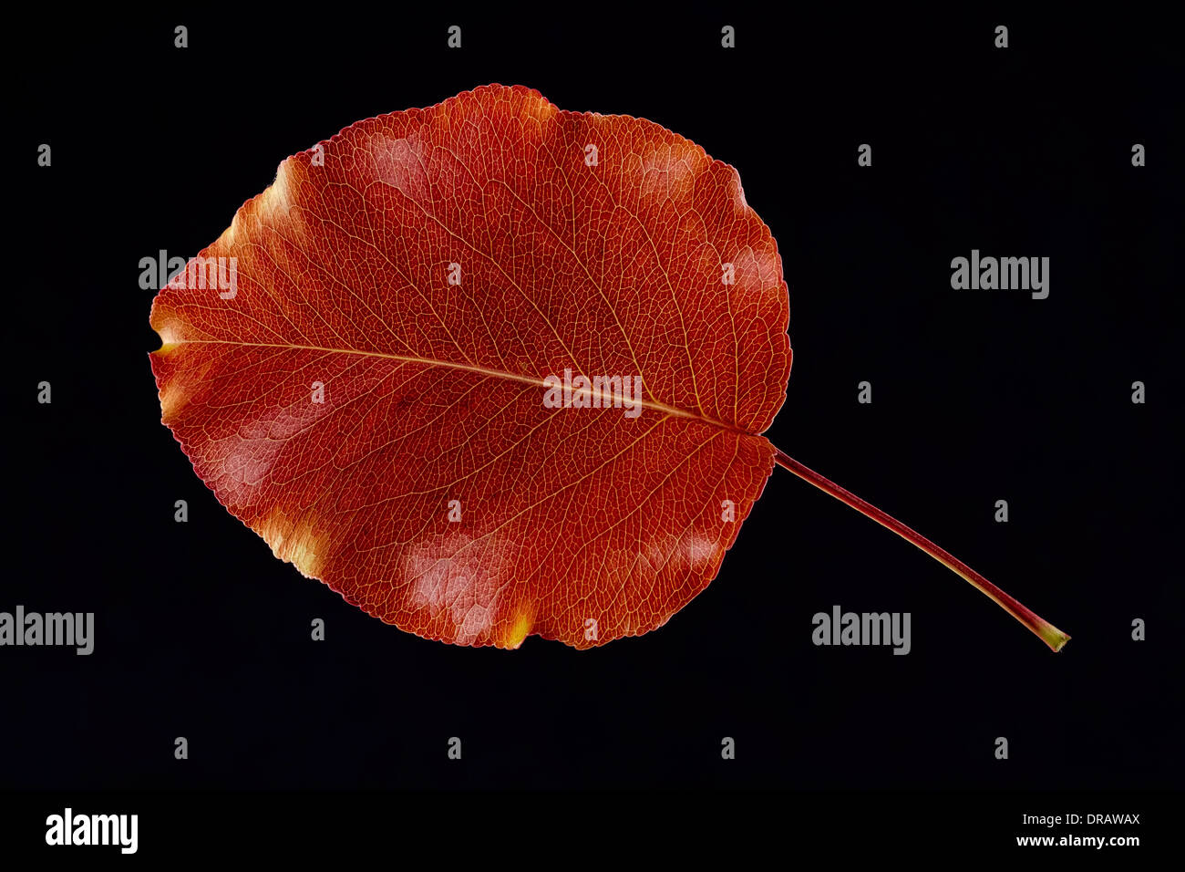 Fall / Autumn Bradford Pear leaf. Rich bronze coloring on a black ...