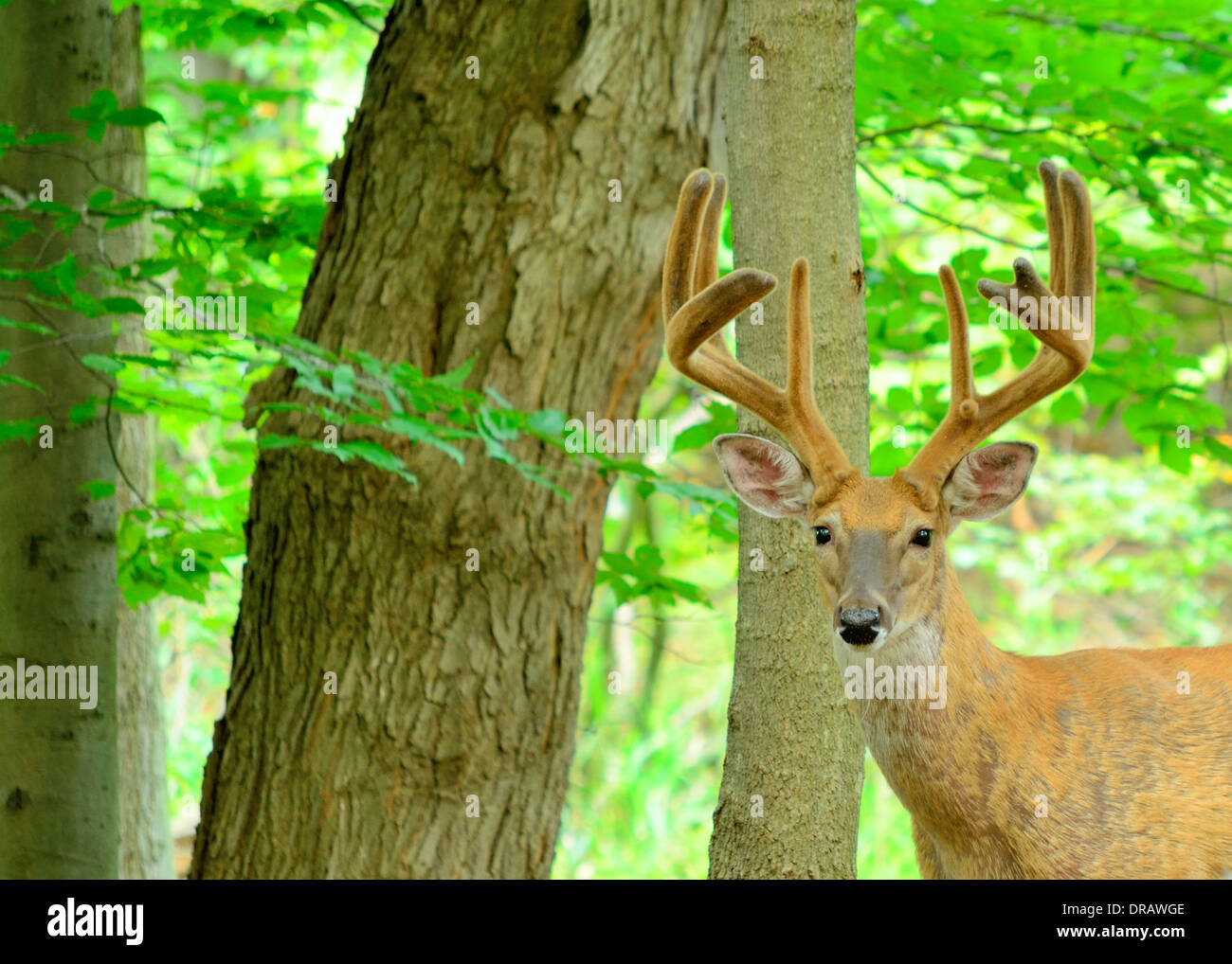 Whitetail Deer Buck In Velvet standing in the woods Stock Photo - Alamy