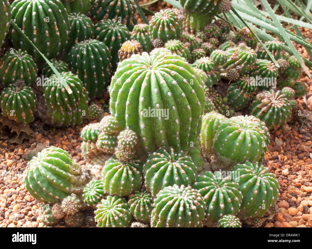 Ball Sphere Cactus on the Rocky Ground Stock Photo - Alamy