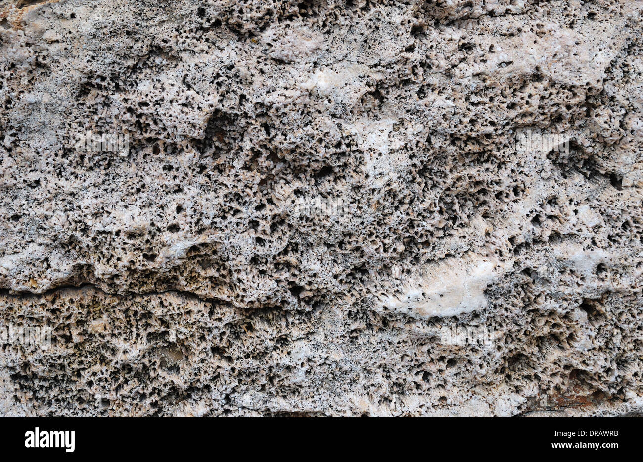 Close-up of the coral sediment petrified Stock Photo - Alamy