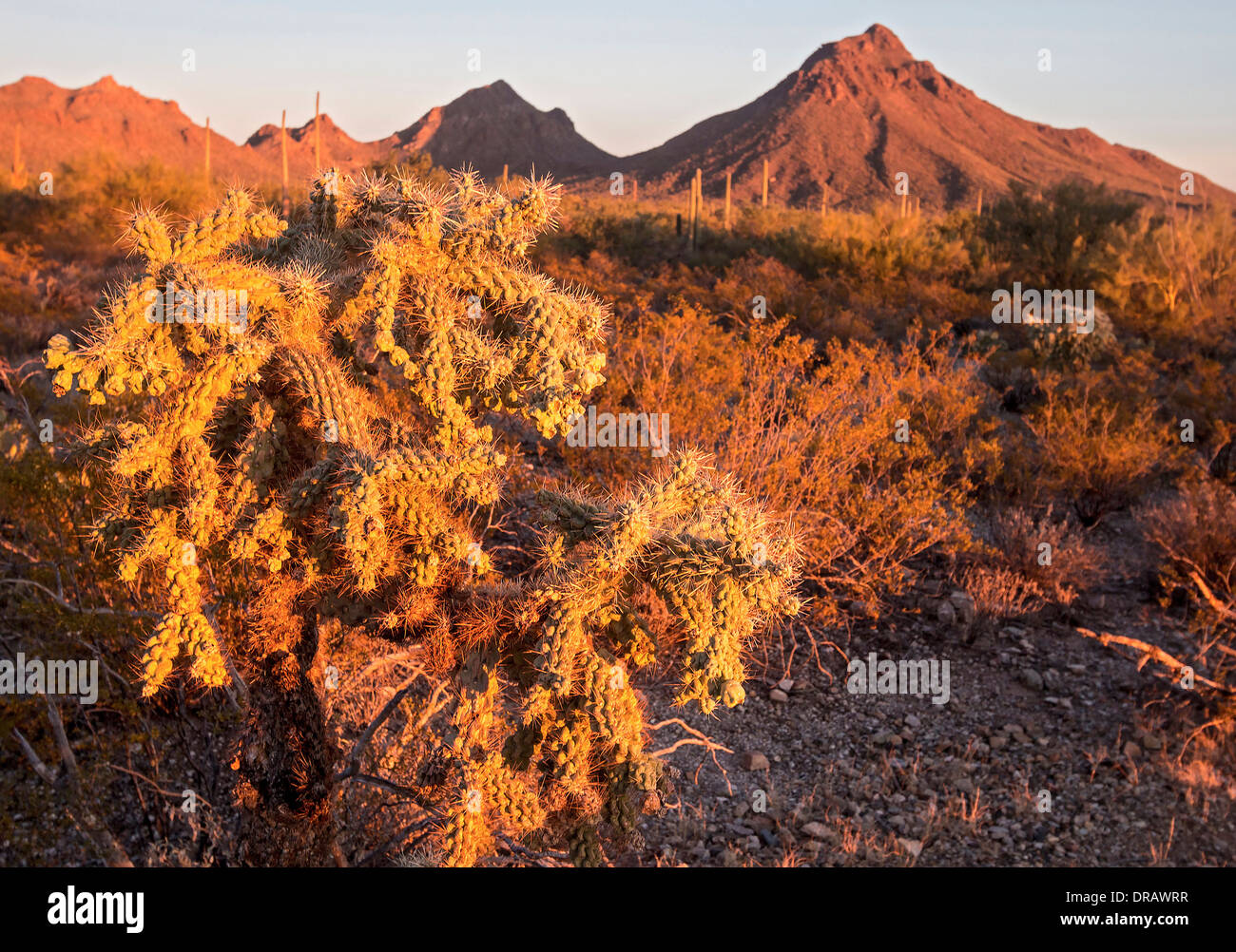 Jumping cholla cactus, also known as the hanging chain cholla, is a ...