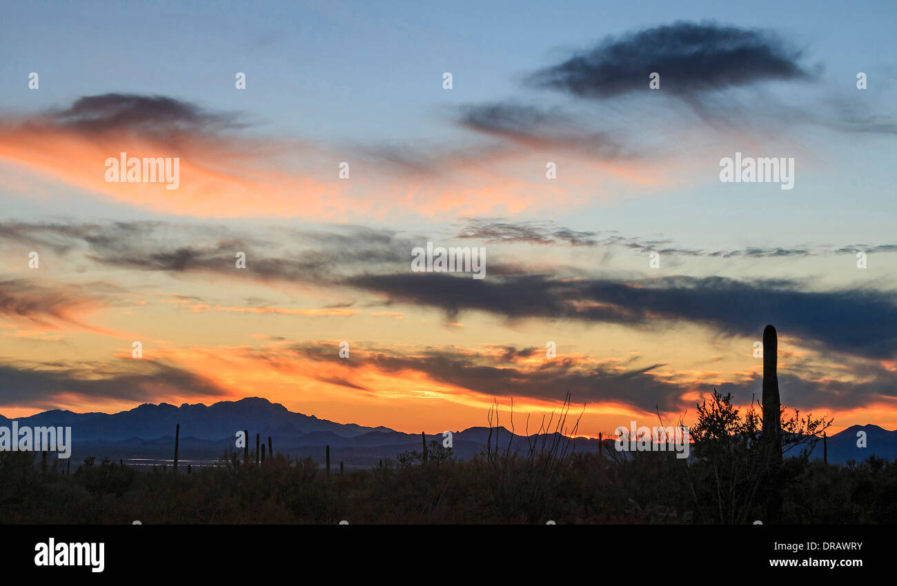 Sunset with saguaro cactus and Tucson Mountains in skyline. Outside ...