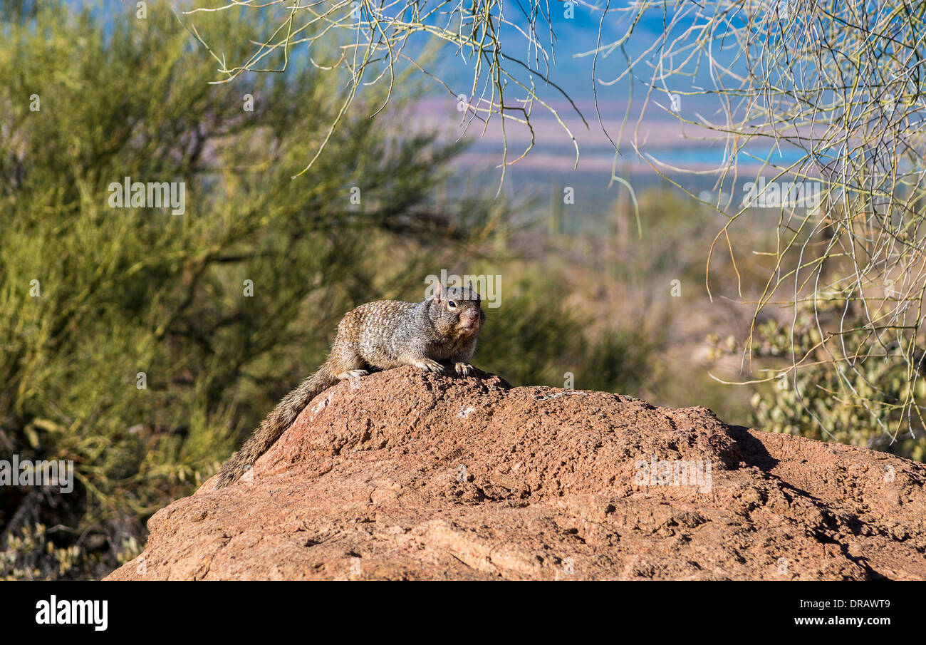 Eastern gray squirrel, native to eastern and Midwestern US Stock Photo ...