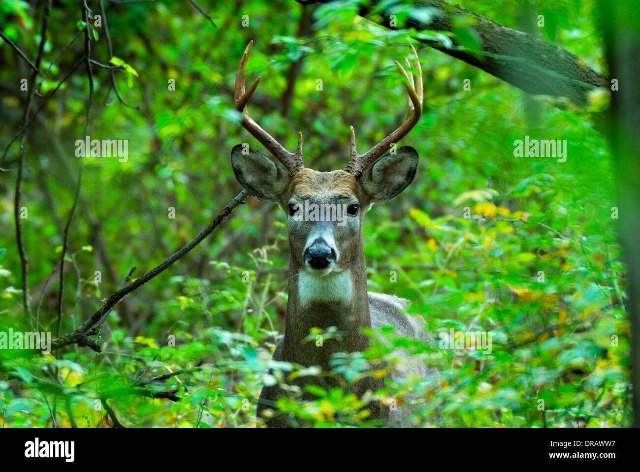 Whitetail Deer Buck standing in a thicket Stock Photo - Alamy