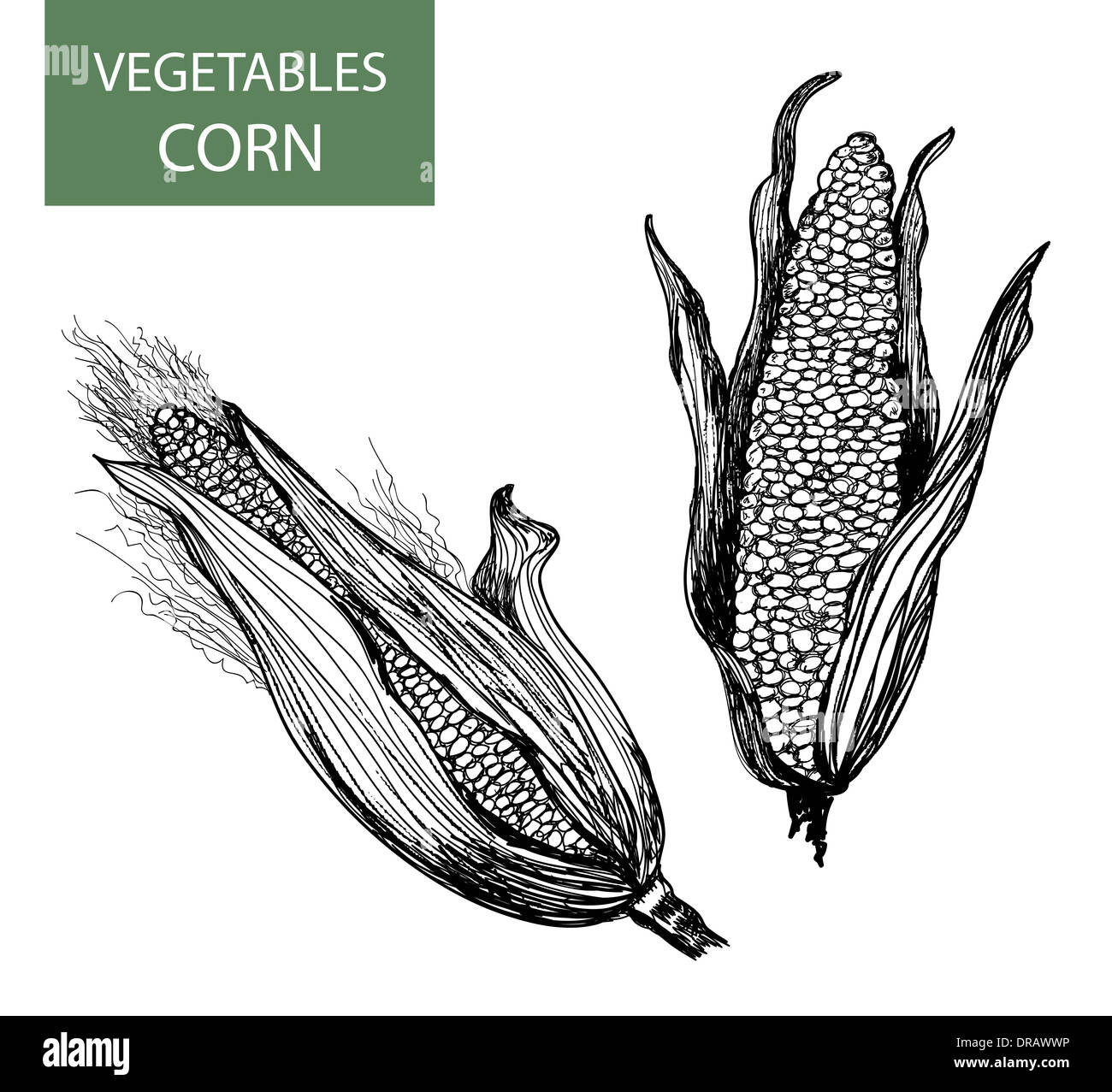 Corn drawing hi-res stock photography and images - Alamy